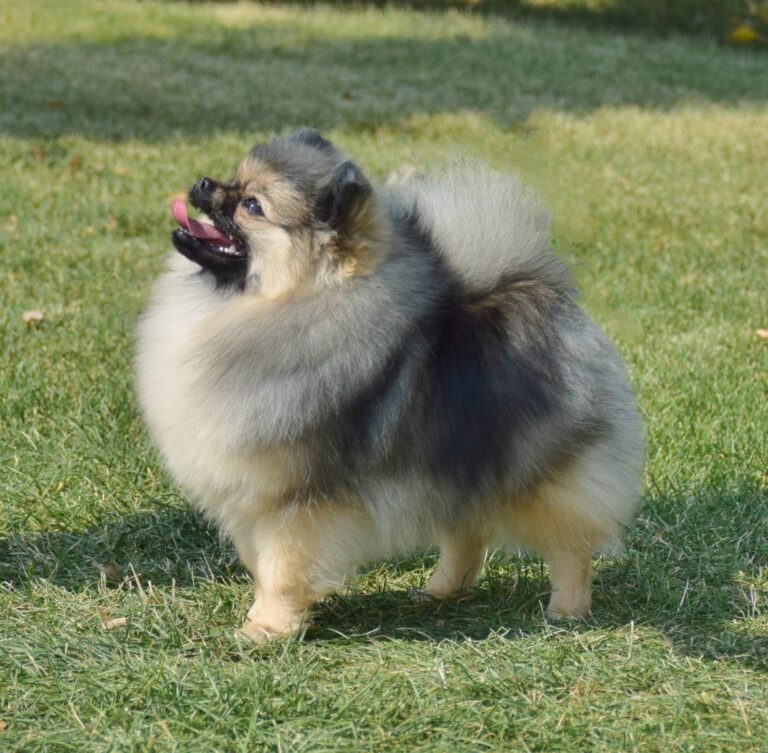 About The Club - Pomeranian Club Of Canada